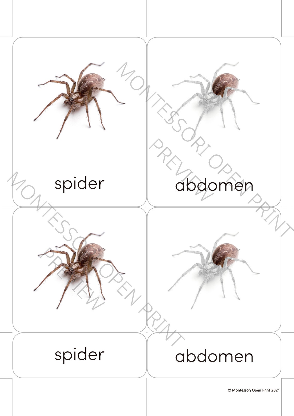 Montessori 3 Part Cards- Parts of a Spider - Etsy