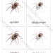 Montessori 3 Part Cards Parts of a Spider (Instant Download) - Etsy
