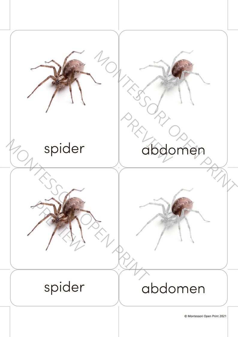 Montessori 3 Part Cards- Parts of a Spider - Etsy