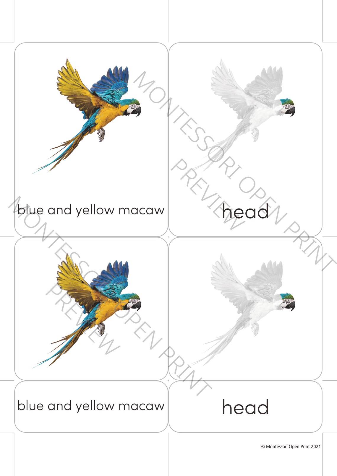 Montessori 3 Part Cards- Parts of a Blue and Yellow Macaw - Etsy