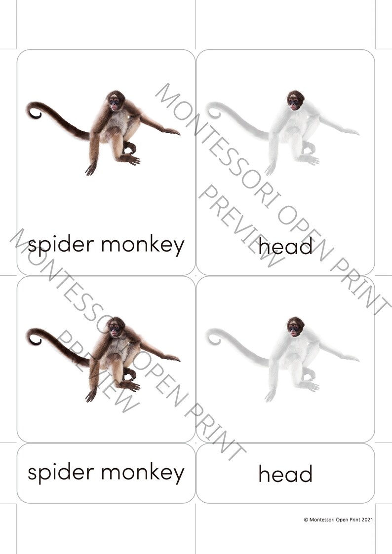 Montessori 3 Part Cards Parts of a Spider Monkey - Etsy
