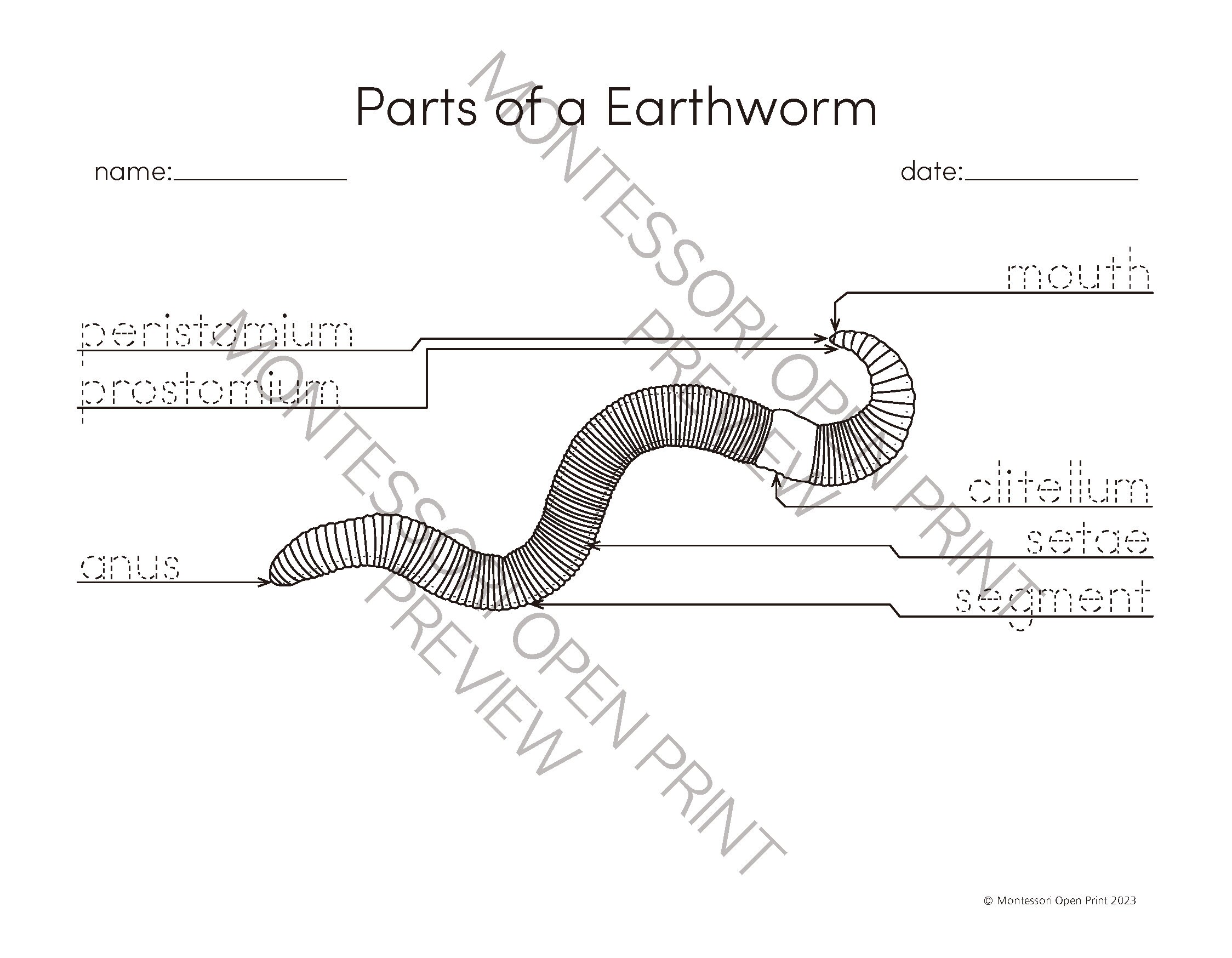 Montessori 3 Part Cards and Definitions Parts of the Earthworm - Etsy