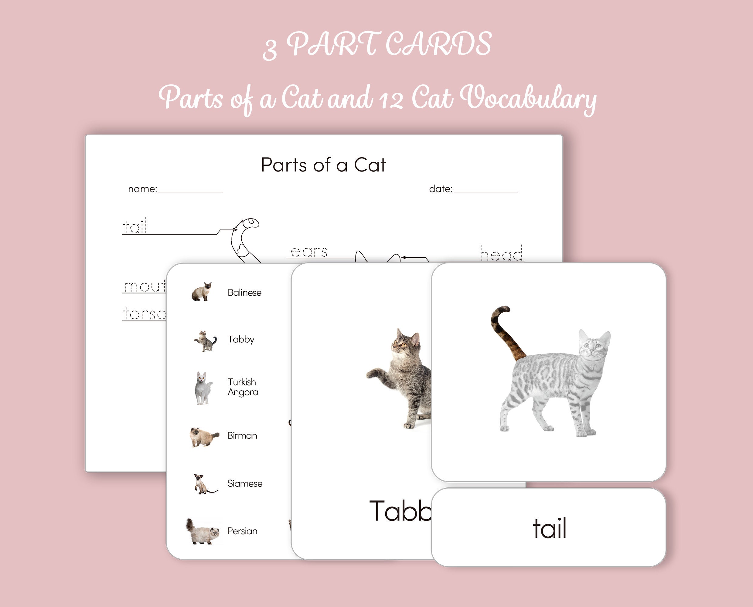 Montessori 3 Part Cards Parts of a Cat and 12 Cat Breeds - Etsy