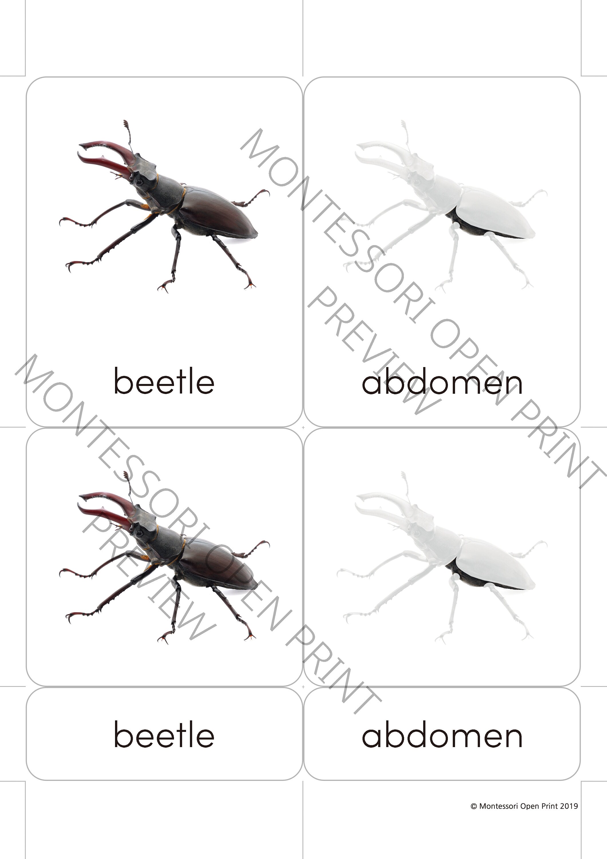 Montessori 3 Part Cards- Parts of a Beetle - Etsy