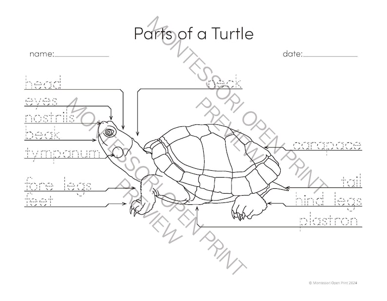 Montessori 3 Part Cards Parts of a Turtle - Etsy