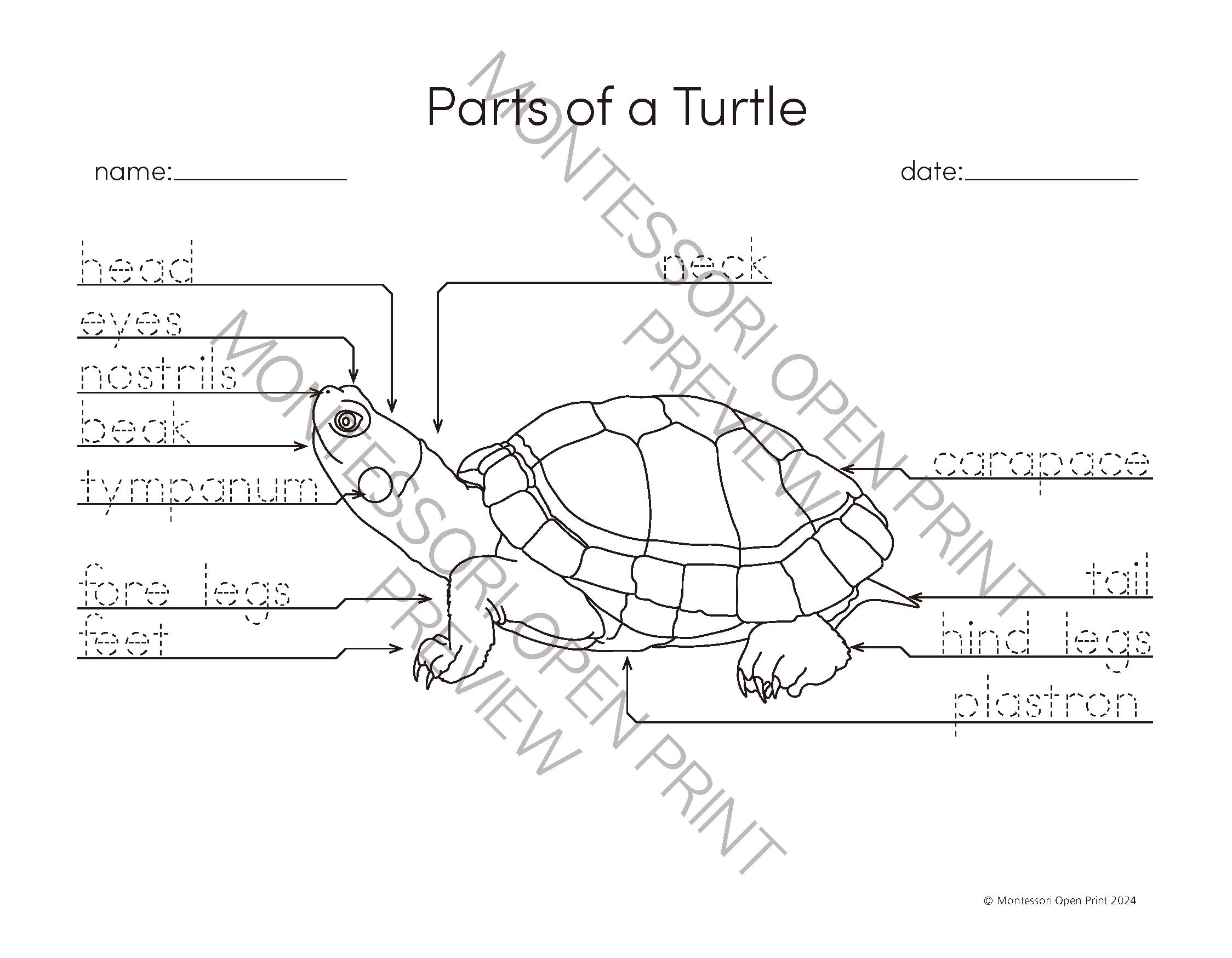 Montessori 3 Part Cards Parts of a Turtle - Etsy