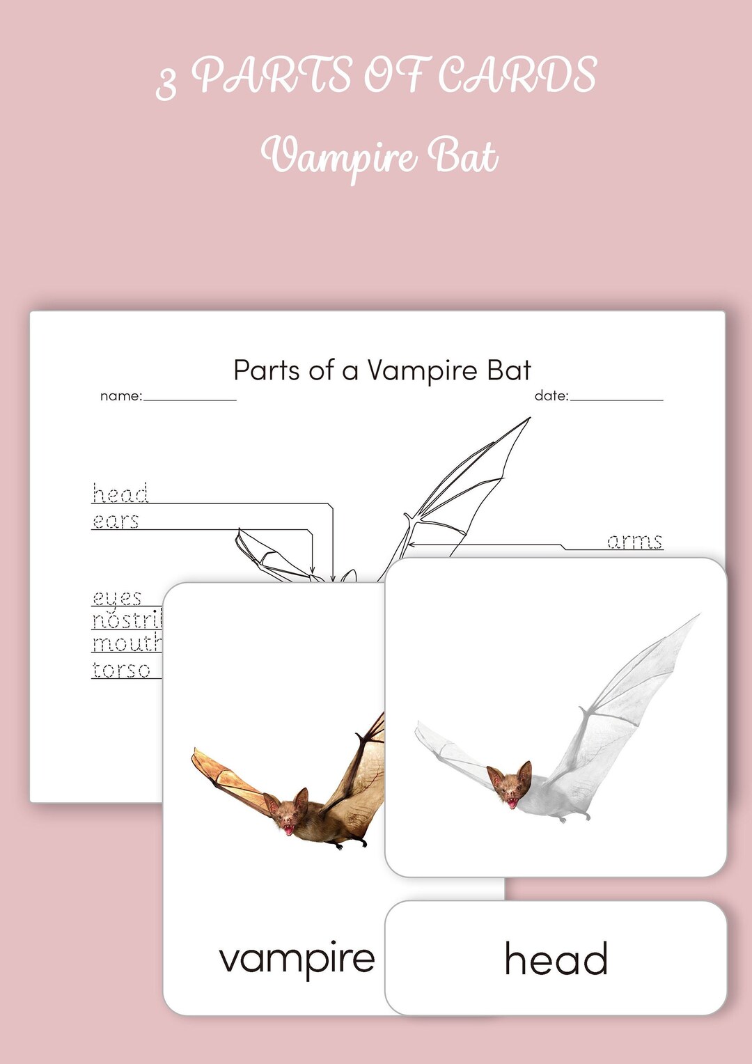 Montessori 3 Part Cards- Parts of a Vampire Bat - Etsy