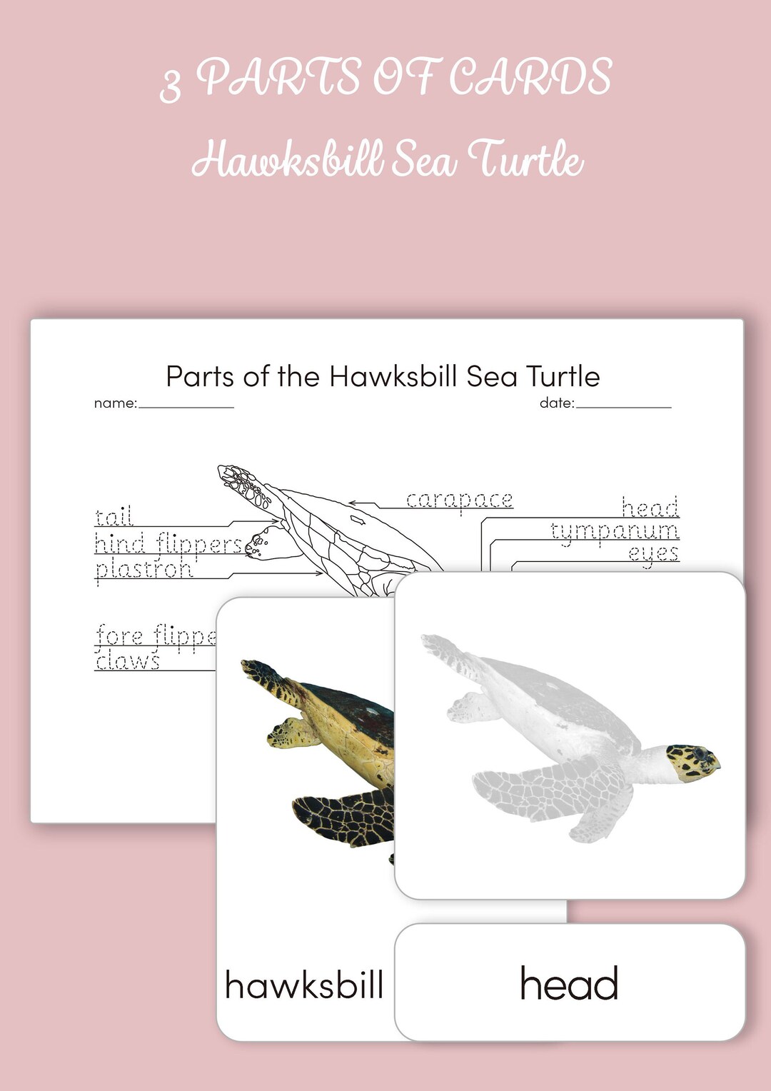 Montessori 3 Part Cards Parts of the Hawksbill Sea Turtle - Etsy