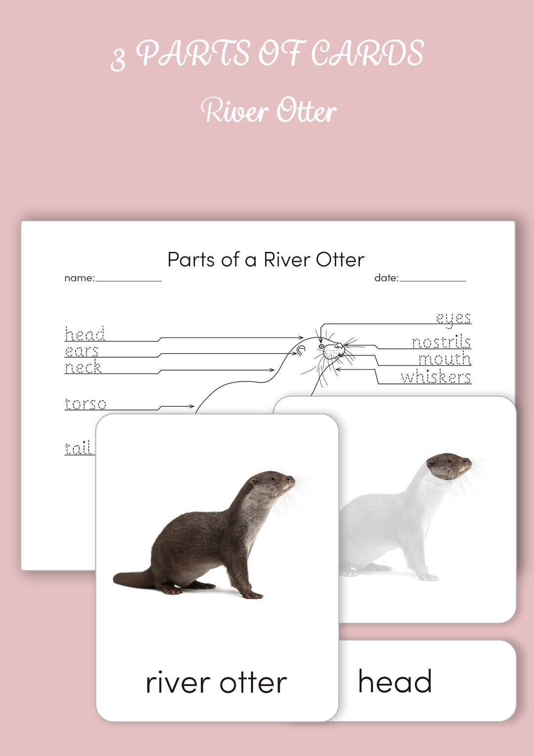 Montessori 3 Part Cards Parts of a River Otter - Etsy