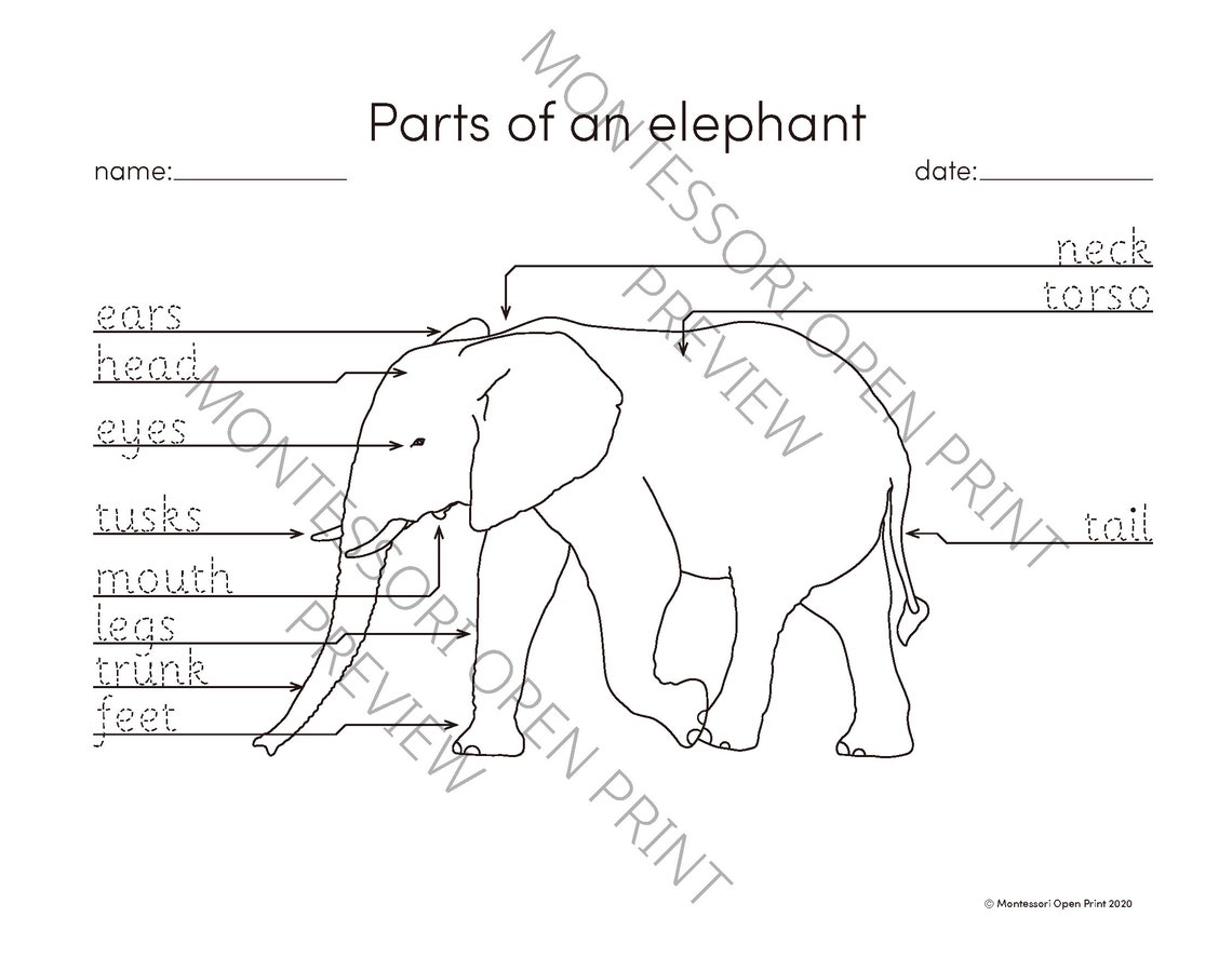 Montessori 3 Part Cards Parts of an Elephant - Etsy