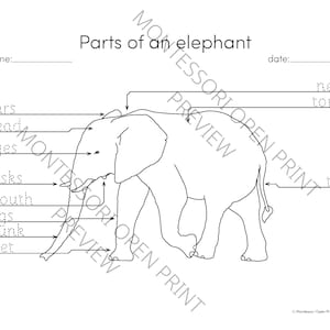 Montessori 3 Part Cards Parts of an Elephant - Etsy