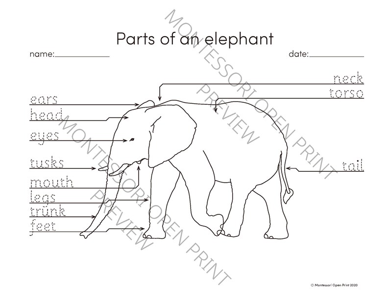 Montessori 3 Part Cards Parts of an Elephant - Etsy