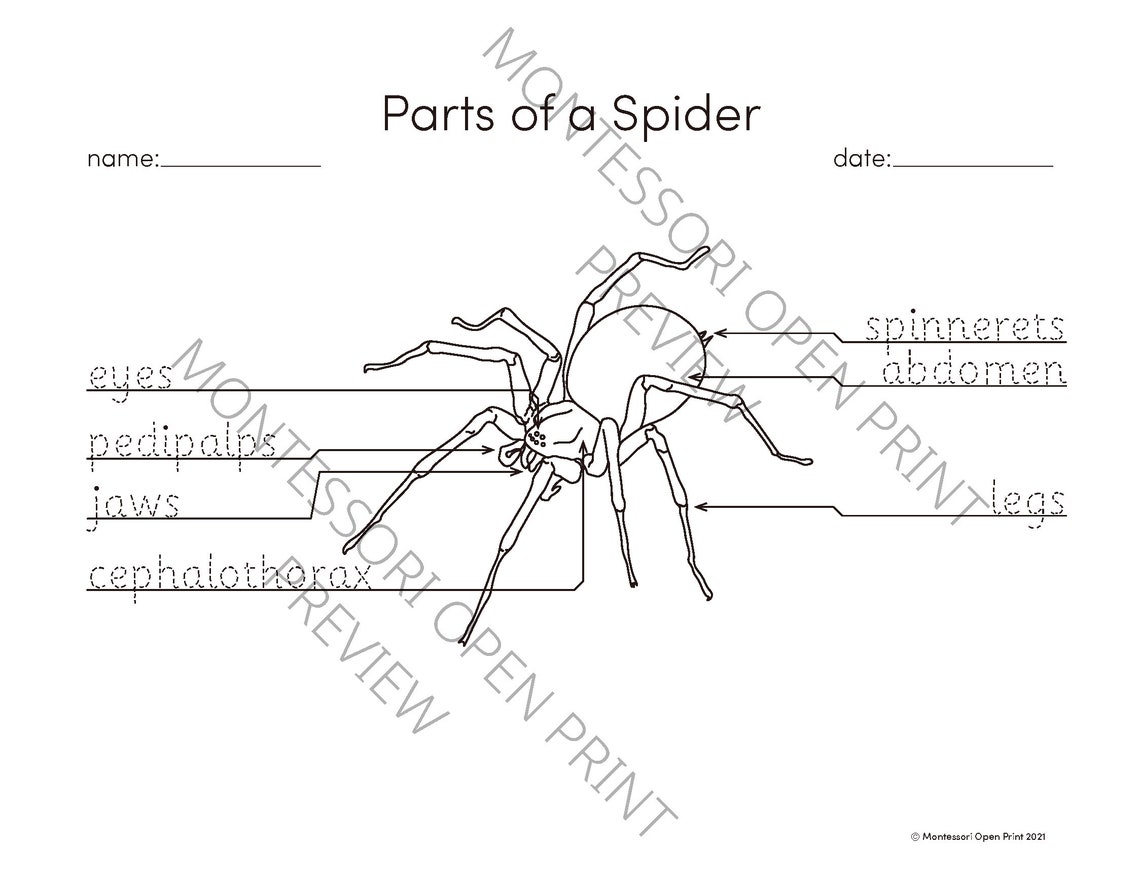 Montessori 3 Part Cards Parts of a Spider - Etsy