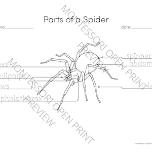 Montessori 3 Part Cards- Parts of a Spider - Etsy