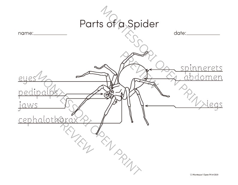 Montessori 3 Part Cards- Parts of a Spider - Etsy