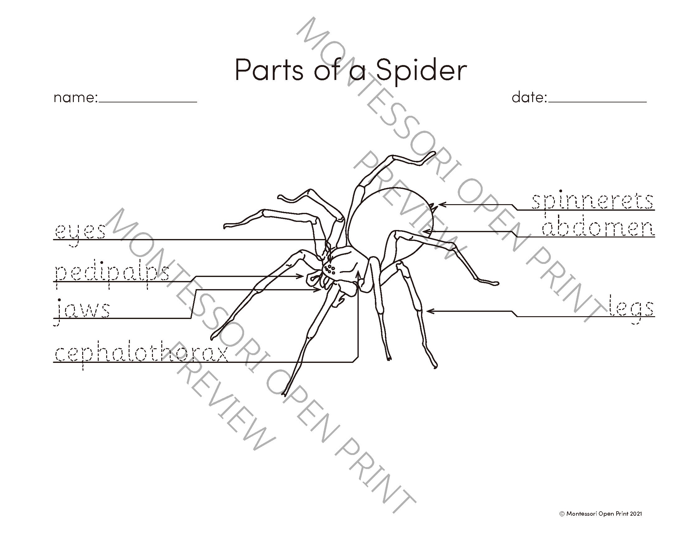 Montessori 3 Part Cards- Parts of a Spider - Etsy