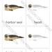 Montessori 3 Part Cards Parts of a Harbor Seal - Etsy