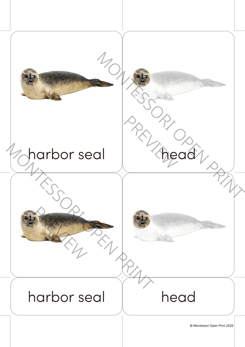 Montessori 3 Part Cards Parts of a Harbor Seal - Etsy