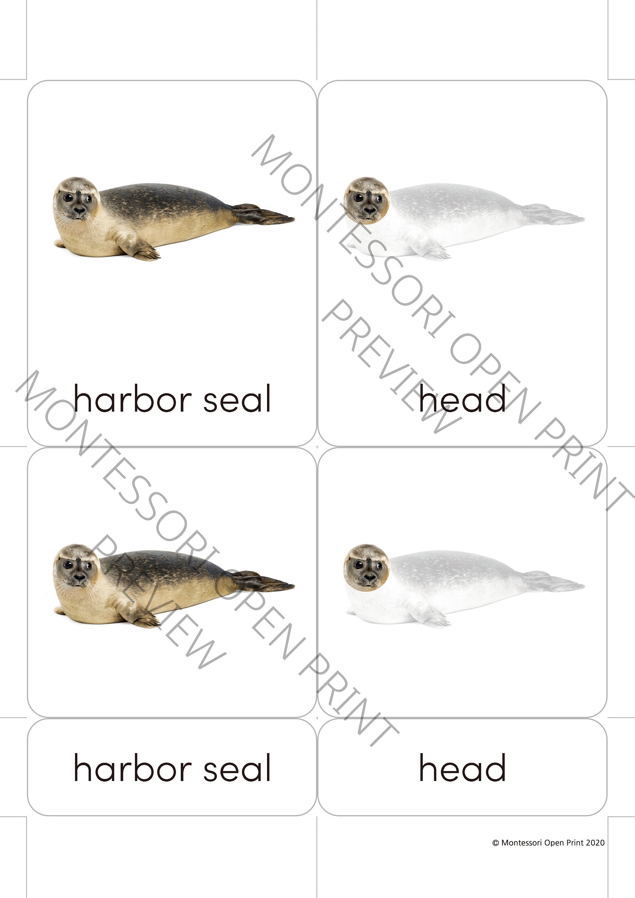 Montessori 3 Part Cards Parts of a Harbor Seal - Etsy