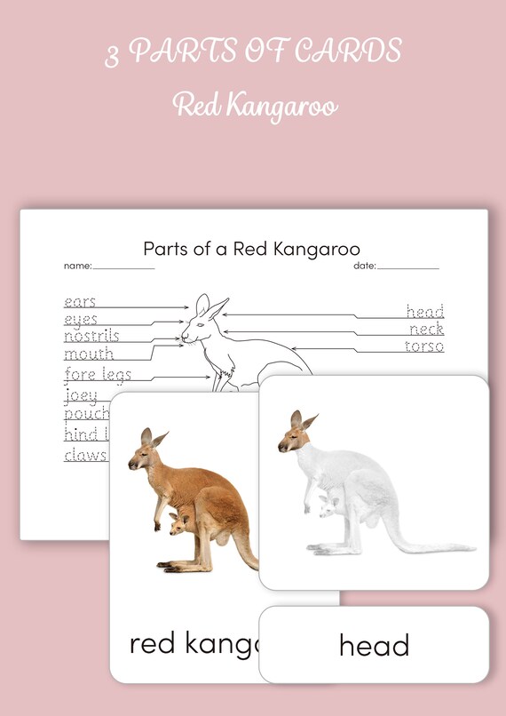 Montessori 3 Part Cards Parts of a Red Kangaroo - Etsy