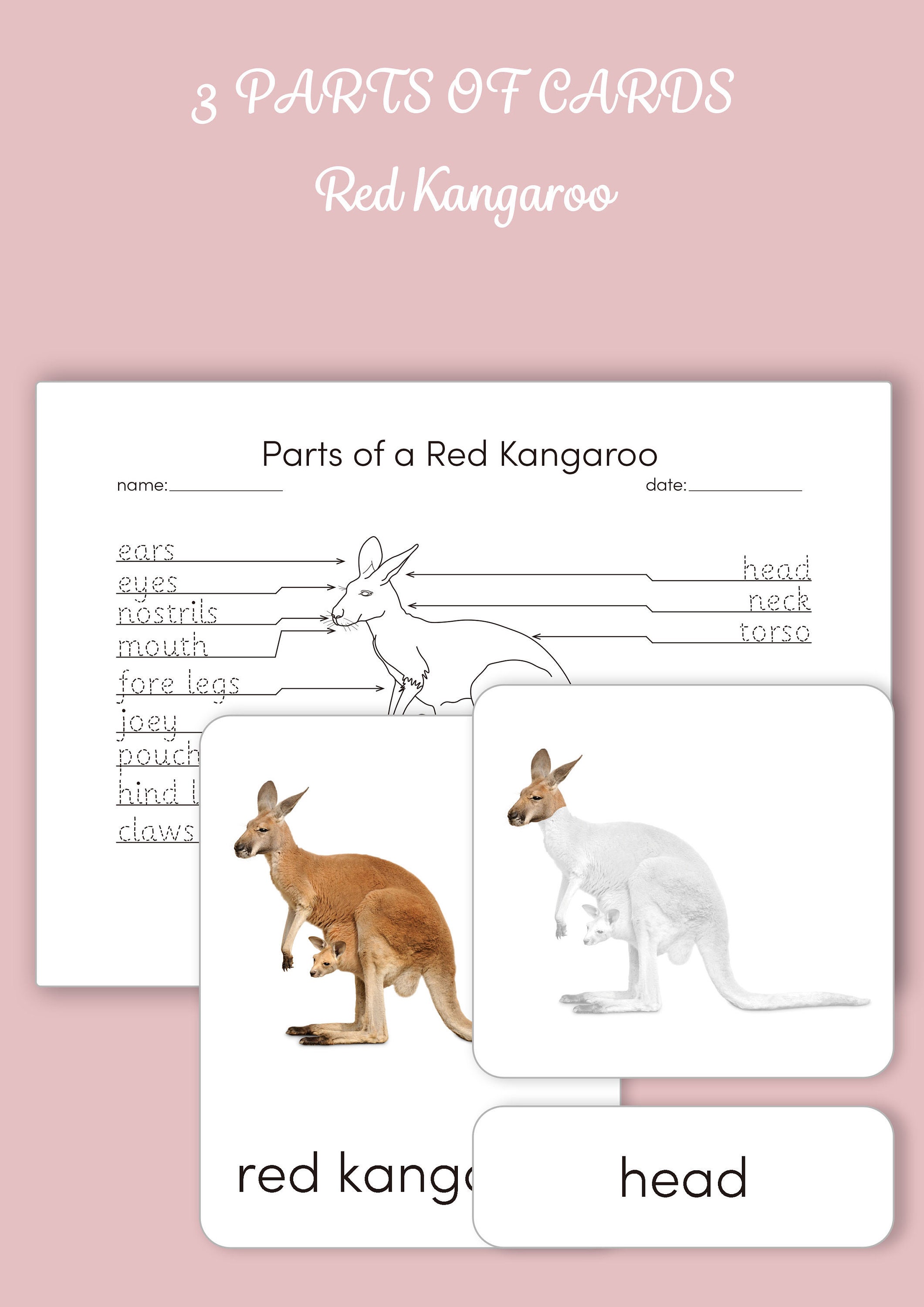 Montessori 3 Part Cards Parts of a Red Kangaroo - Etsy
