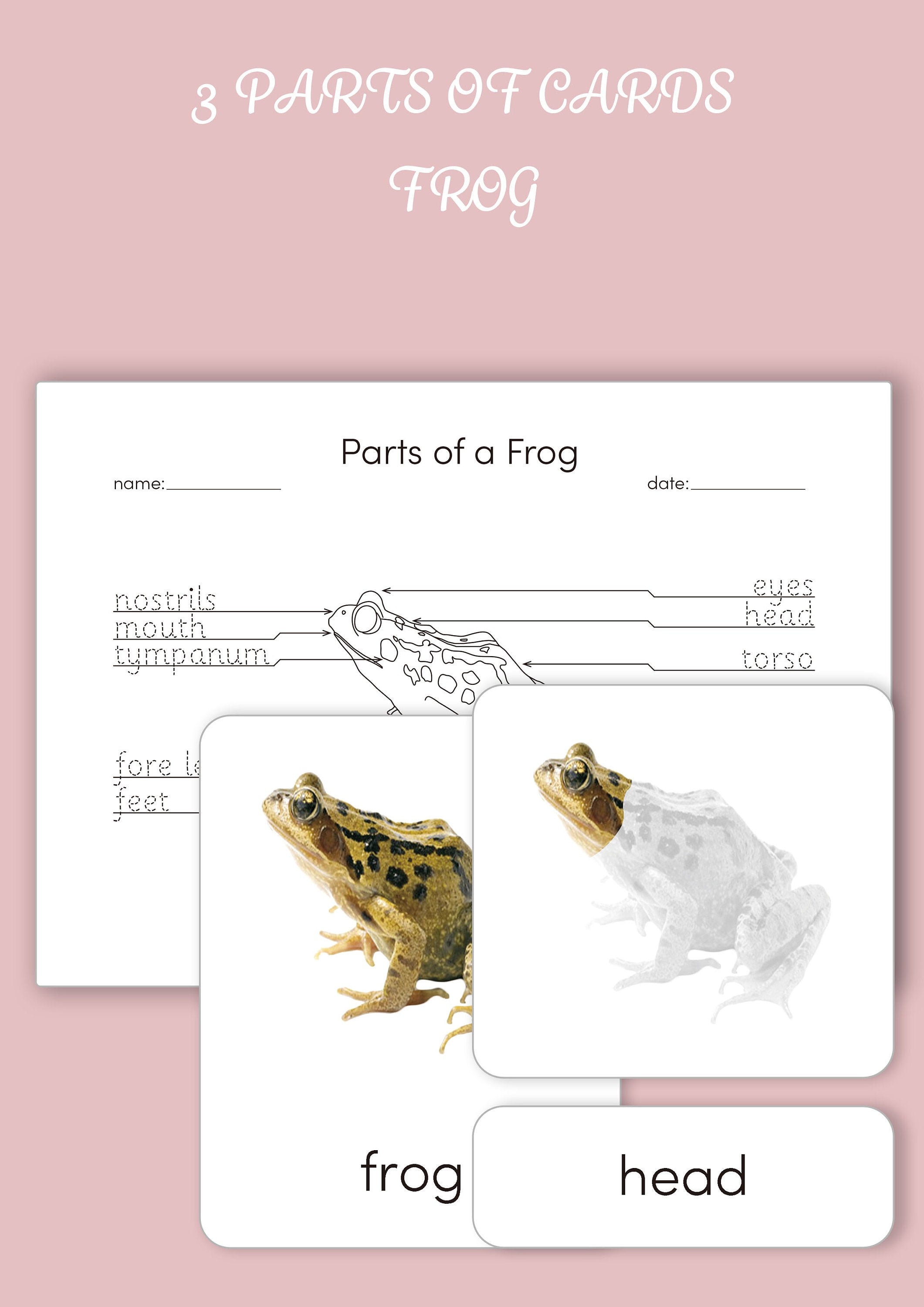 Montessori 3 Part Cards Parts of a Frog - Etsy UK