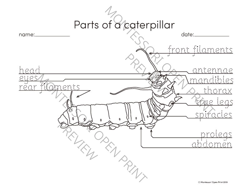 Montessori 3 Part Cards- Parts of a Caterpillar - Etsy