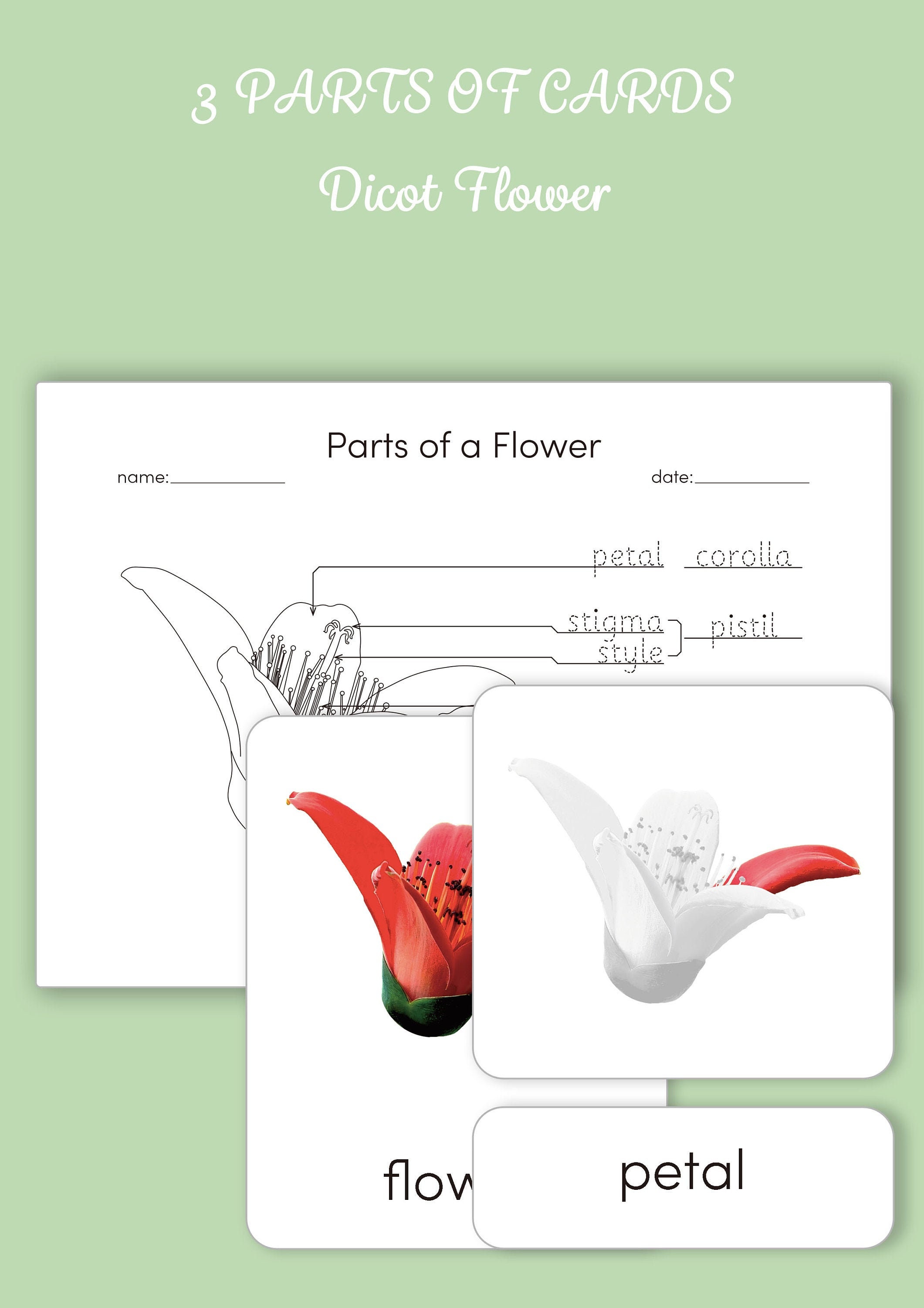Montessori 3 Part Cards Parts of a Dicot Flower - Etsy