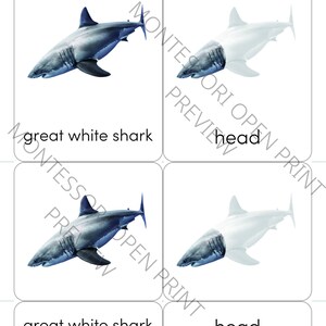Montessori 3 Part Cards Parts of a Great White Shark - Etsy