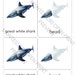 Montessori 3 Part Cards Parts of a Great White Shark - Etsy