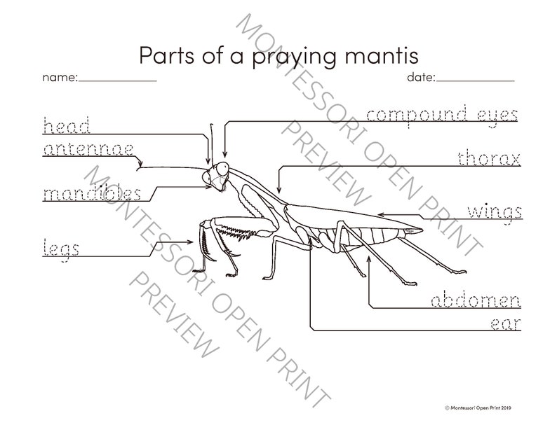 Montessori 3 Part Cards- Parts of a Praying Mantis - Etsy