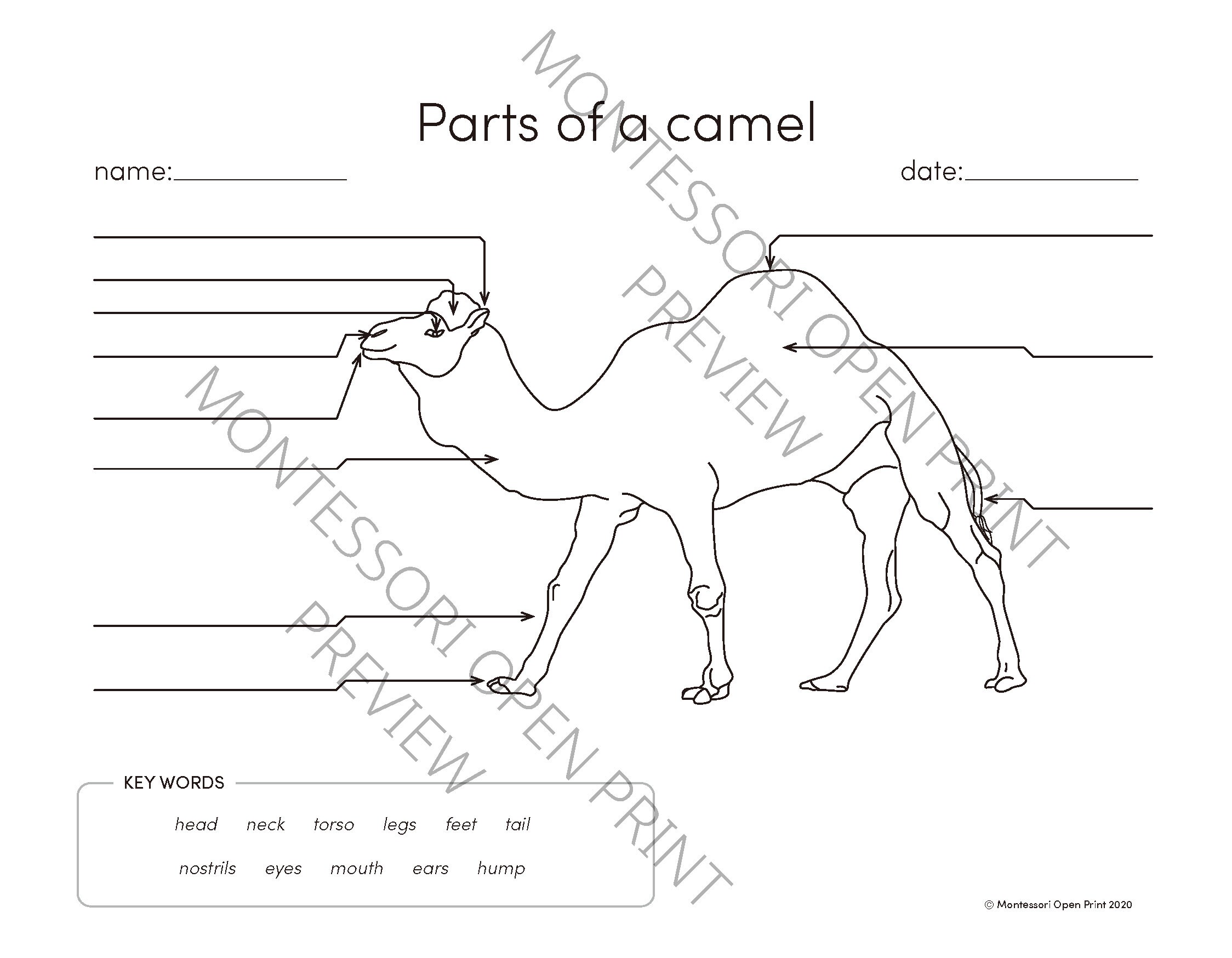 Montessori 3 Part Cards Parts of a Cameldromedary - Etsy
