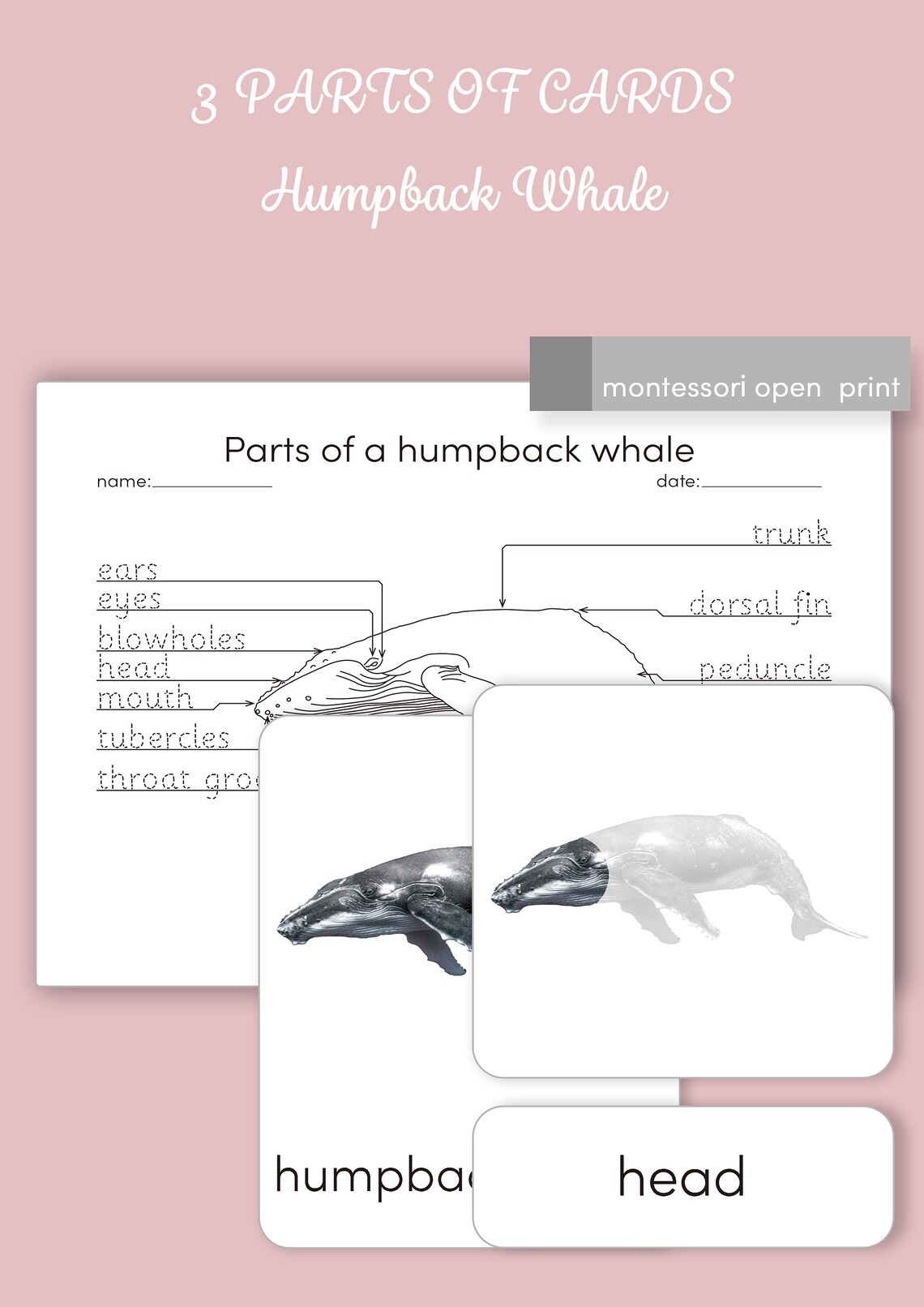 Montessori 3 Part Cards Parts of a Humpback Whale - Etsy
