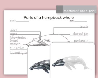 Montessori 3 Part Cards Parts of a Body - Etsy