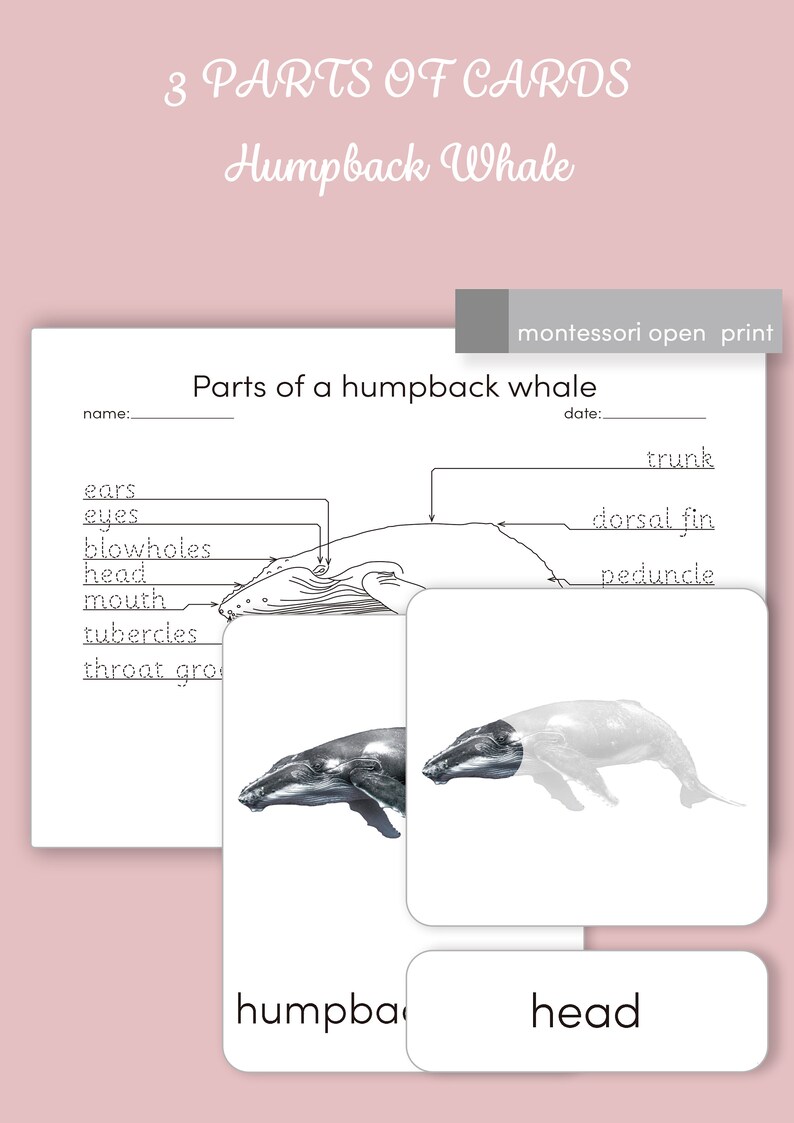 Montessori 3 Part Cards Parts of a Humpback Whale - Etsy