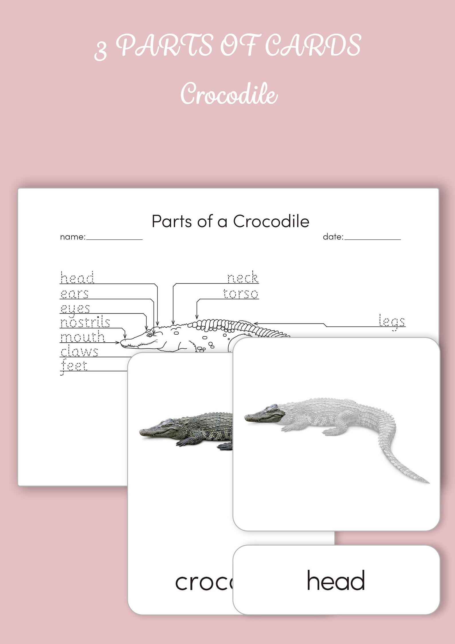 Montessori 3 Part Cards Parts of a Crocodile - Etsy