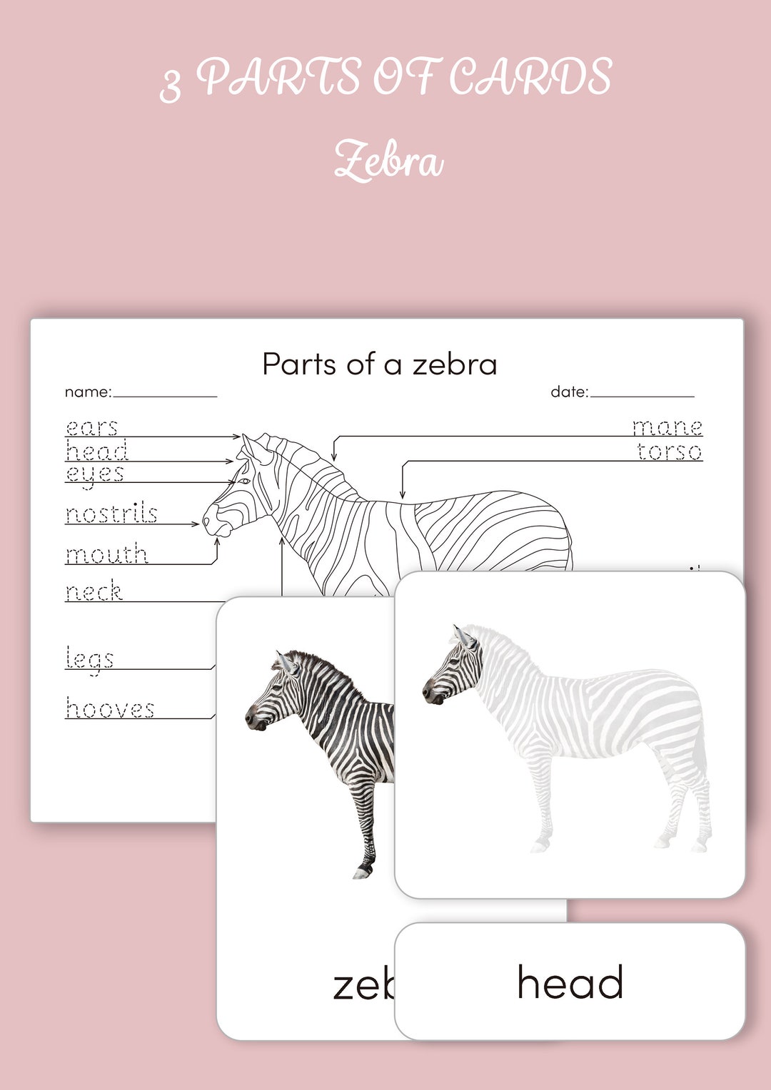 Montessori 3 Part Cards Parts of a Zebra - Etsy