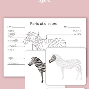 Montessori 3 Part Cards Parts of a Zebra - Etsy