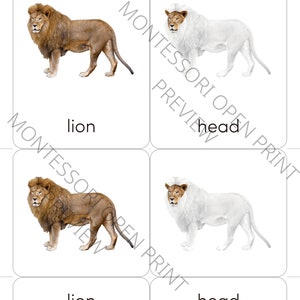 Montessori 3 Part Cards Parts of a Lion - Etsy