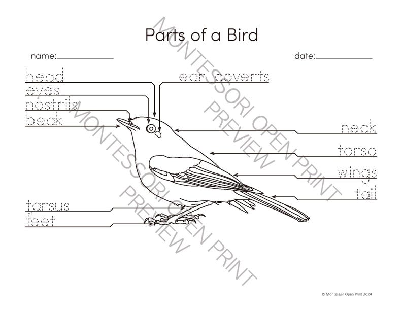 Montessori 3 Part Cards Parts of a Bird - Etsy