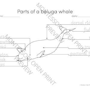 Montessori 3 Part Cards Parts of a Beluga Whale - Etsy