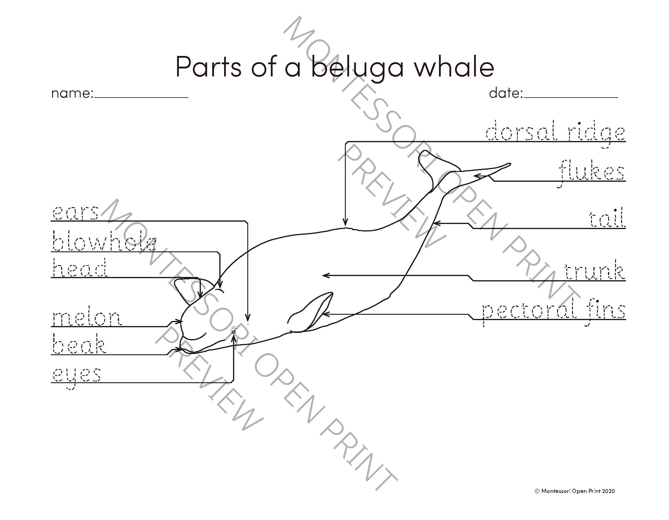 Montessori 3 Part Cards Parts of a Beluga Whale - Etsy