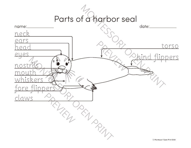 Montessori 3 Part Cards Parts of a Harbor Seal - Etsy