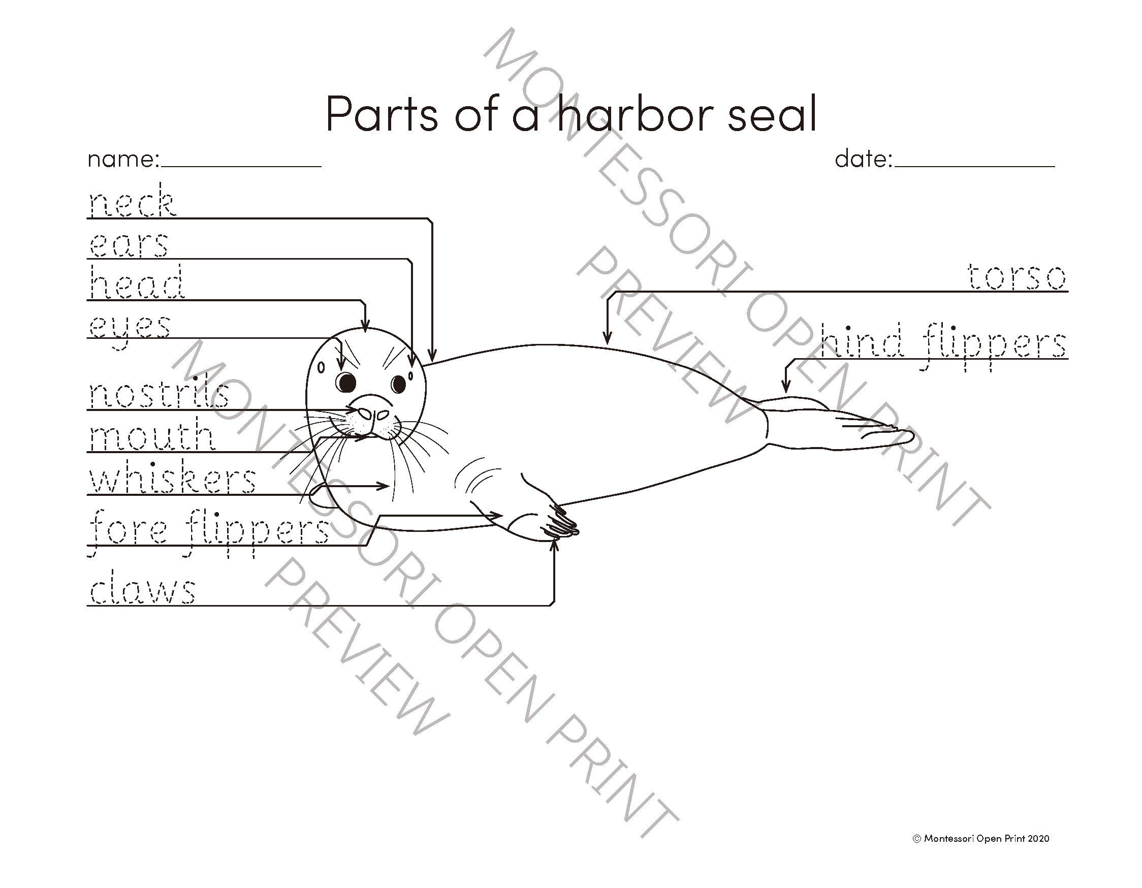 Montessori 3 Part Cards Parts of a Harbor Seal - Etsy