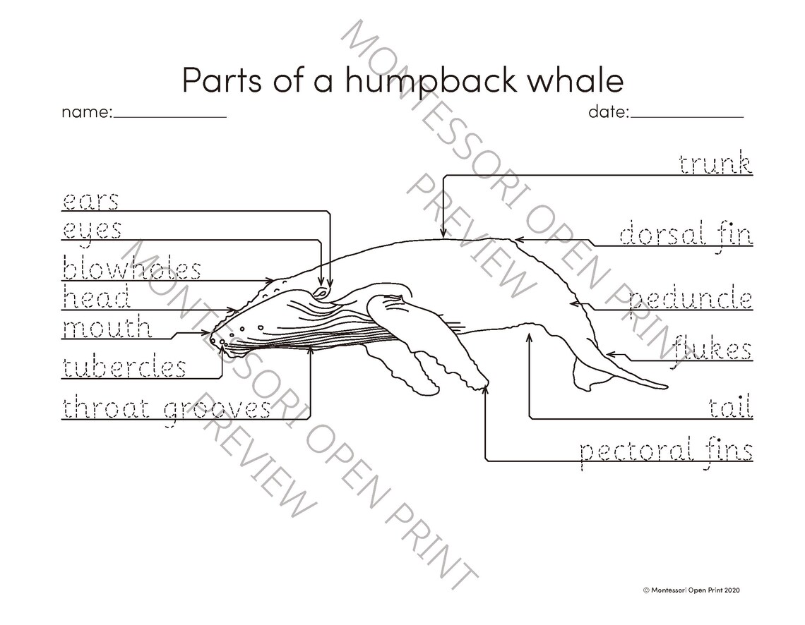 Montessori 3 Part Cards Parts of a Humpback Whale - Etsy