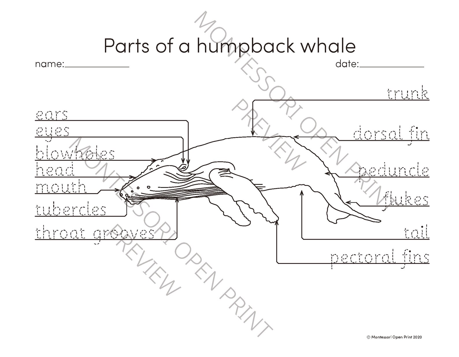 Montessori 3 Part Cards Parts of a Humpback Whale - Etsy
