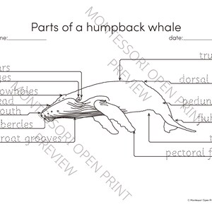 Montessori 3 Part Cards Parts of a Humpback Whale - Etsy
