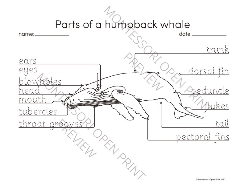 Montessori 3 Part Cards Parts of a Humpback Whale - Etsy