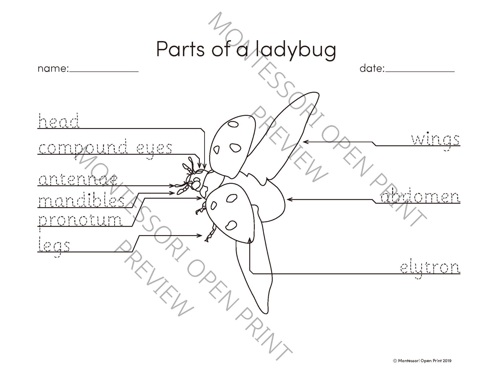 Montessori 3 Part Cards Parts of a Ladybug - Etsy
