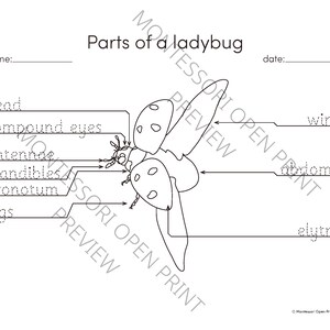 Montessori 3 Part Cards Parts of a Ladybug - Etsy